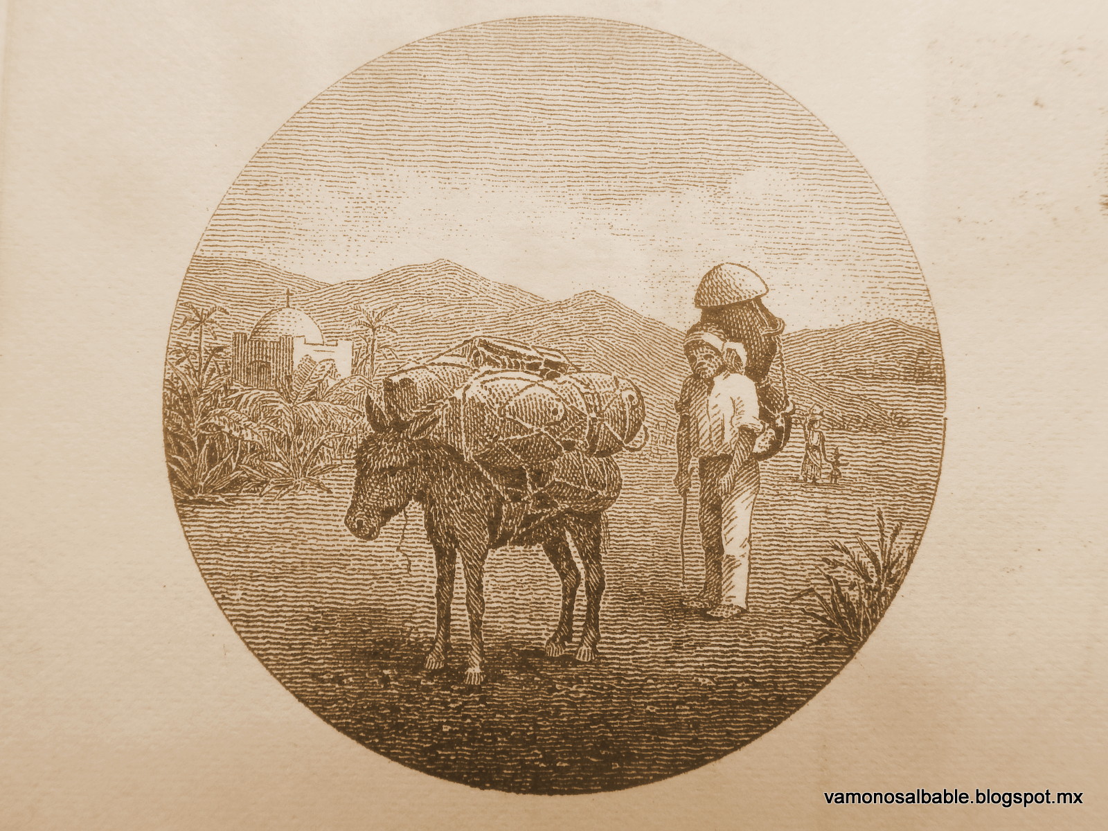 El Bable: De las mulas y su introducción a México