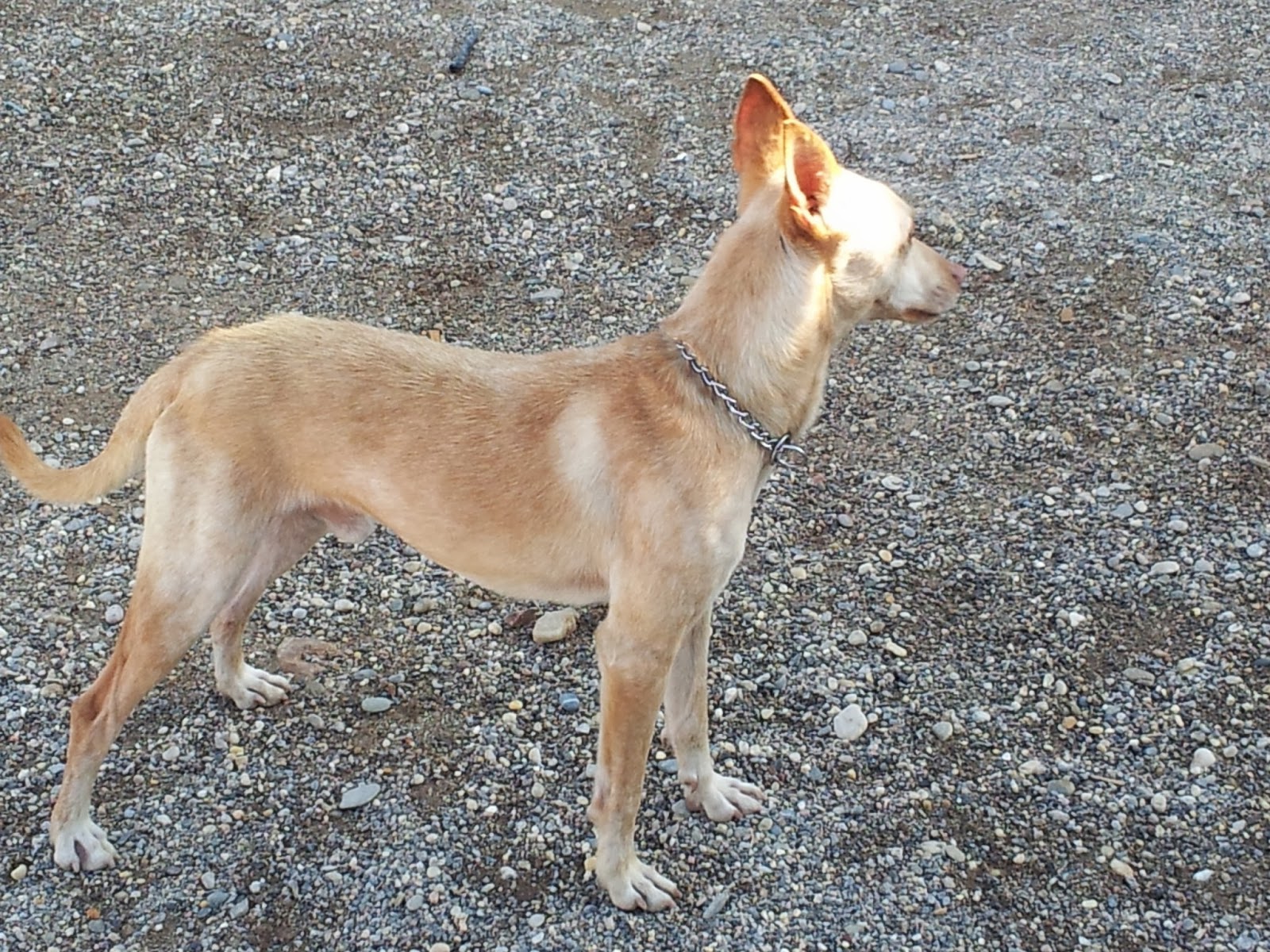podenco andaluz | Perros de caza