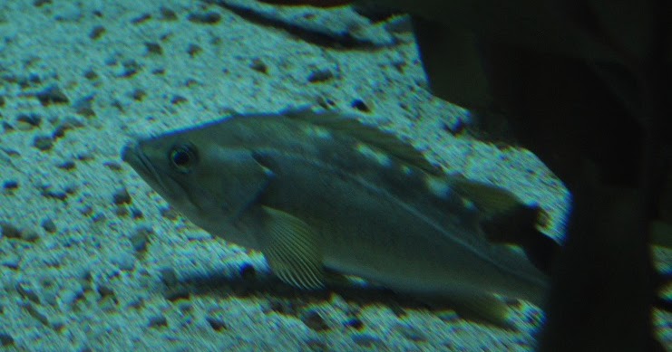 ZOOTOGRAFIANDO (6.100 ANIMALS): PEZ ROCA DE ALETAS AMARILLAS (Sebastes ...