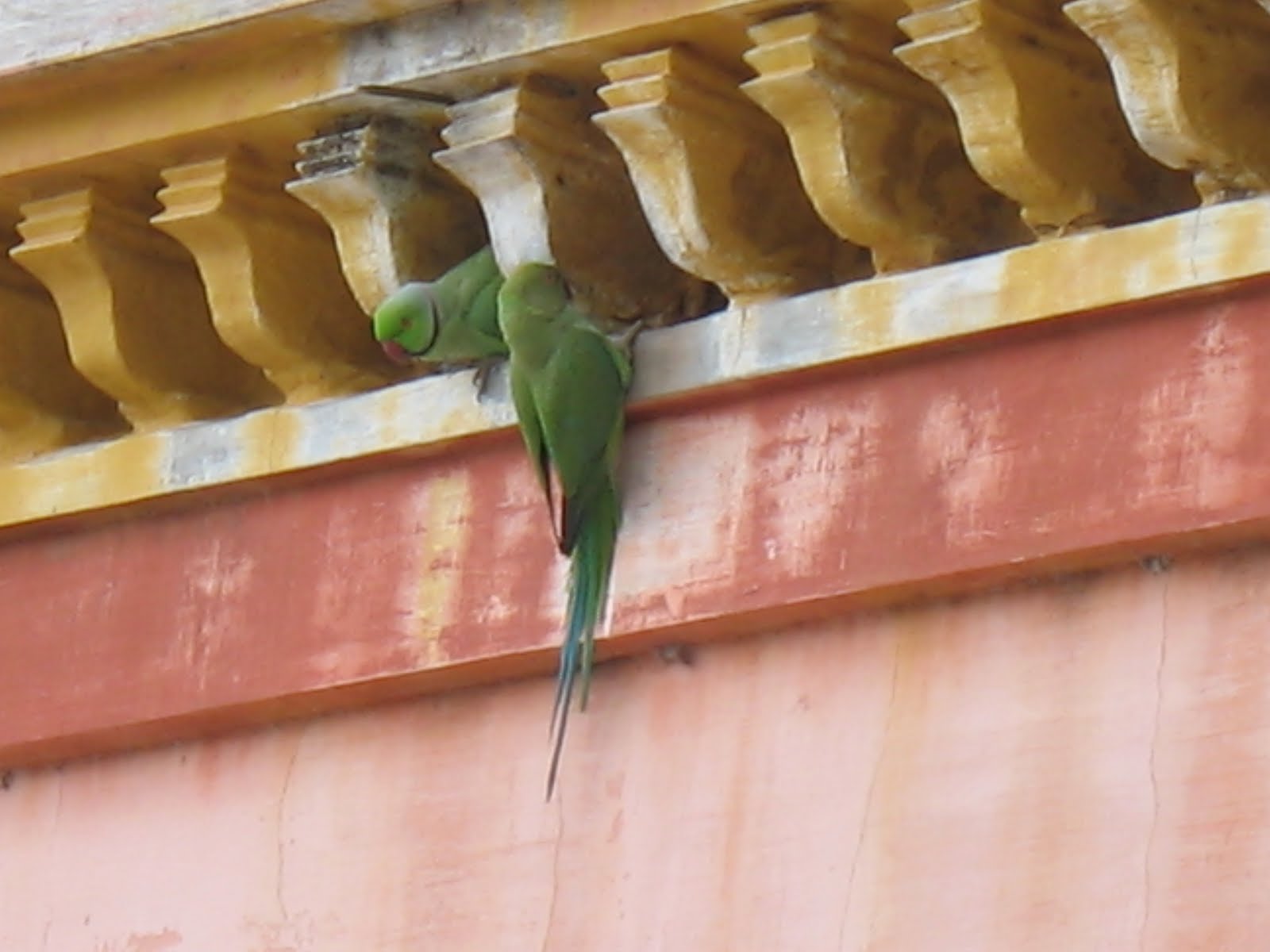Parrots and Arunachala - ARUNACHALA GRACE