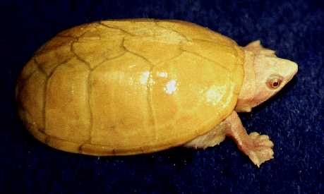 Albino Musk Turtle ~ Reptiles World