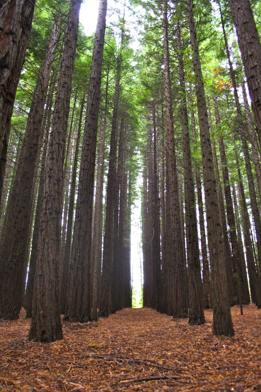 RDO Melbourne: Yarra Valley