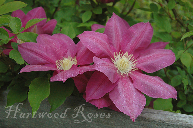 Hartwood Roses: The First Roses of the Year!