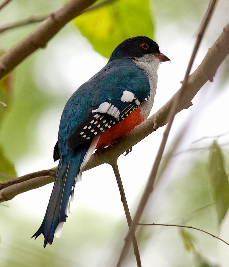 Splendid Cosmos: “Cuban Trogon” World’s Most Fascinating Colorful Bird