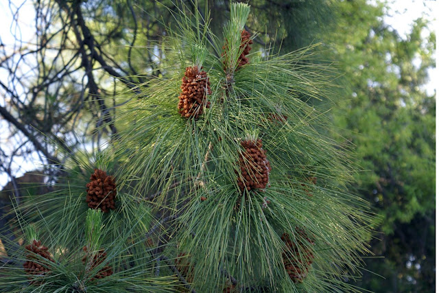 Mi Gran Canaria: ASERRADOR, MONTAÑA EL (TEJEDA)