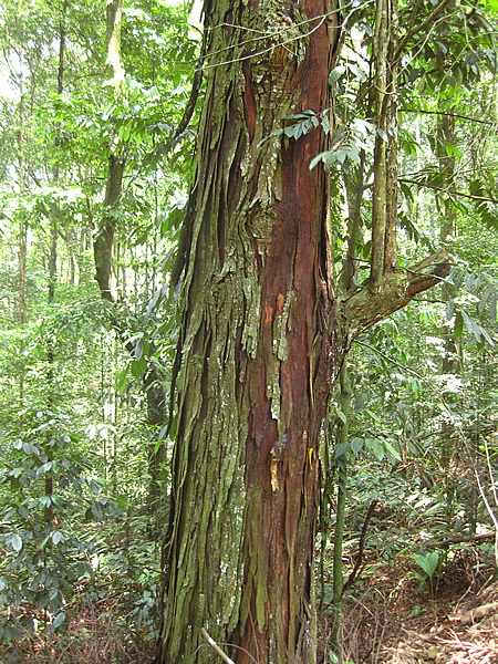 Forest Dweller: Neobalanocarpus heimii (cengal) "Crown Shyness" Phenomenon