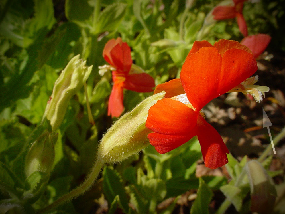 Mother Nature's Backyard - A Water-wise Garden: Plant of the Month ...