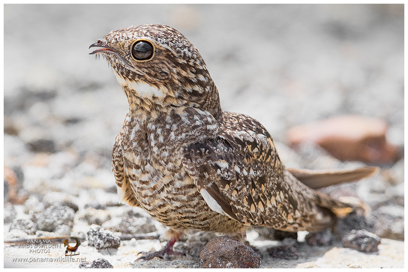 Coronado’s Dry Forest - Featured Species: Lesser Nighthawk (Chordeiles ...