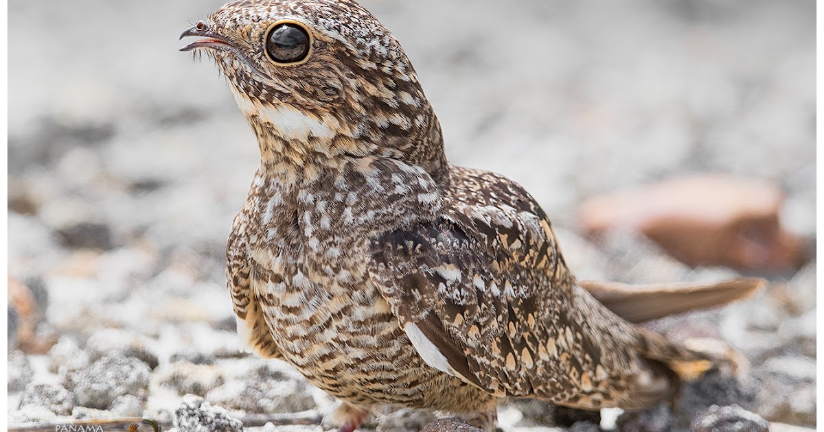 Coronado’s Dry Forest - Featured Species: Lesser Nighthawk (Chordeiles ...