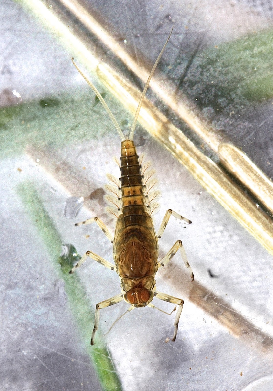 Aquatic Insects of Central Virginia: Color comes to the Doyles as the ...