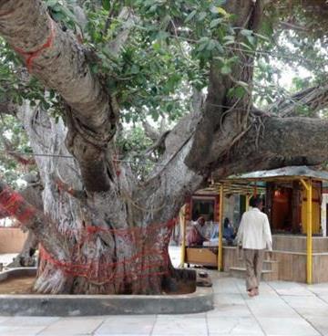 THE BITTER TRUTH: Akshayavat