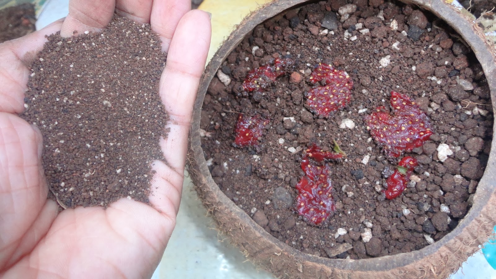 verde e tudo: COMO PLANTAR SEMENTES DE MORANGO