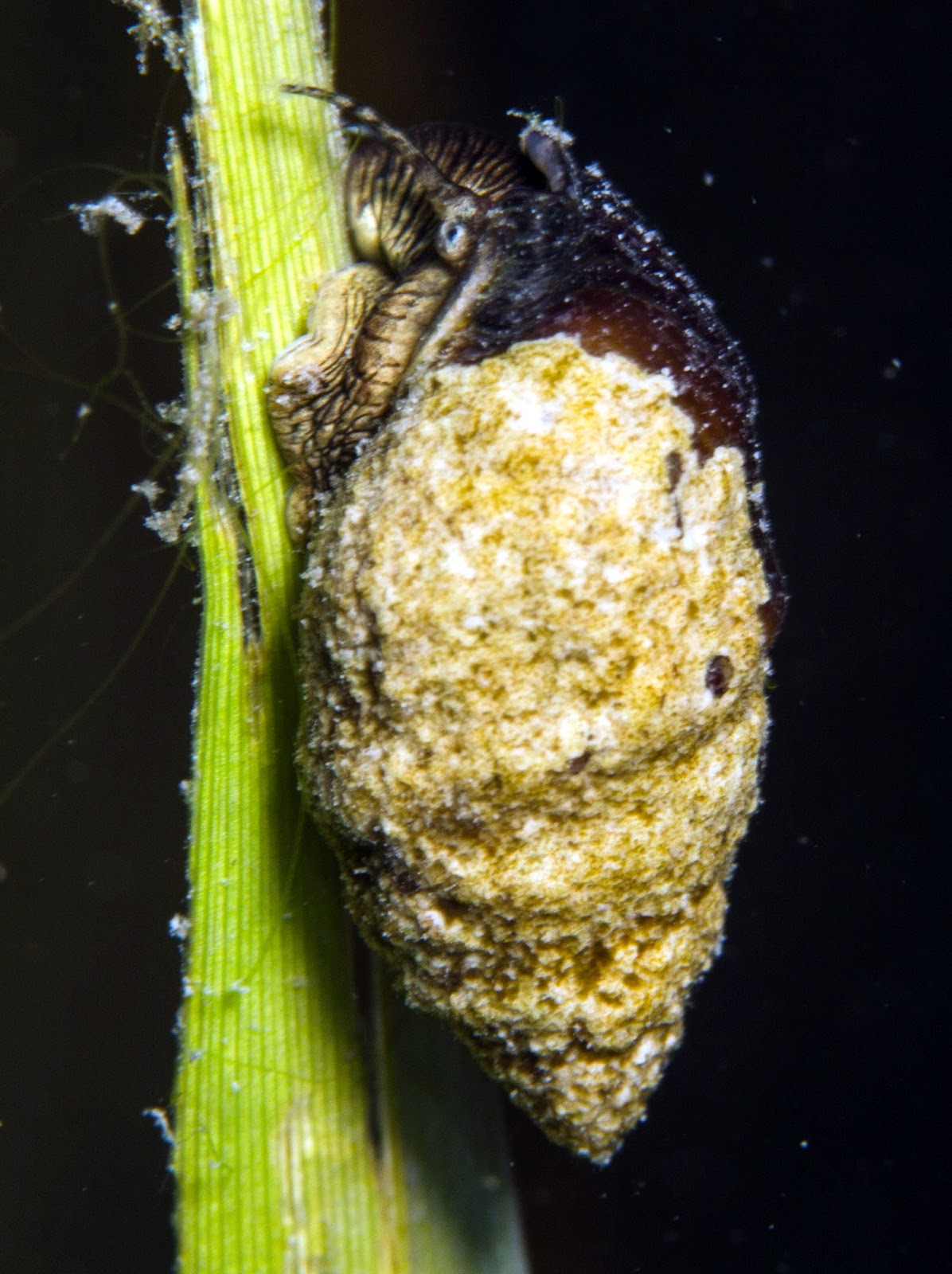 Taxonomia Comunidad Valenciana: Phylum Mollusca