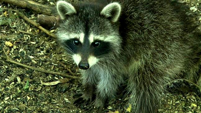 Tales From The Wilds: Raccoon Kits, Gray Fox Kits and Skunks at the ...