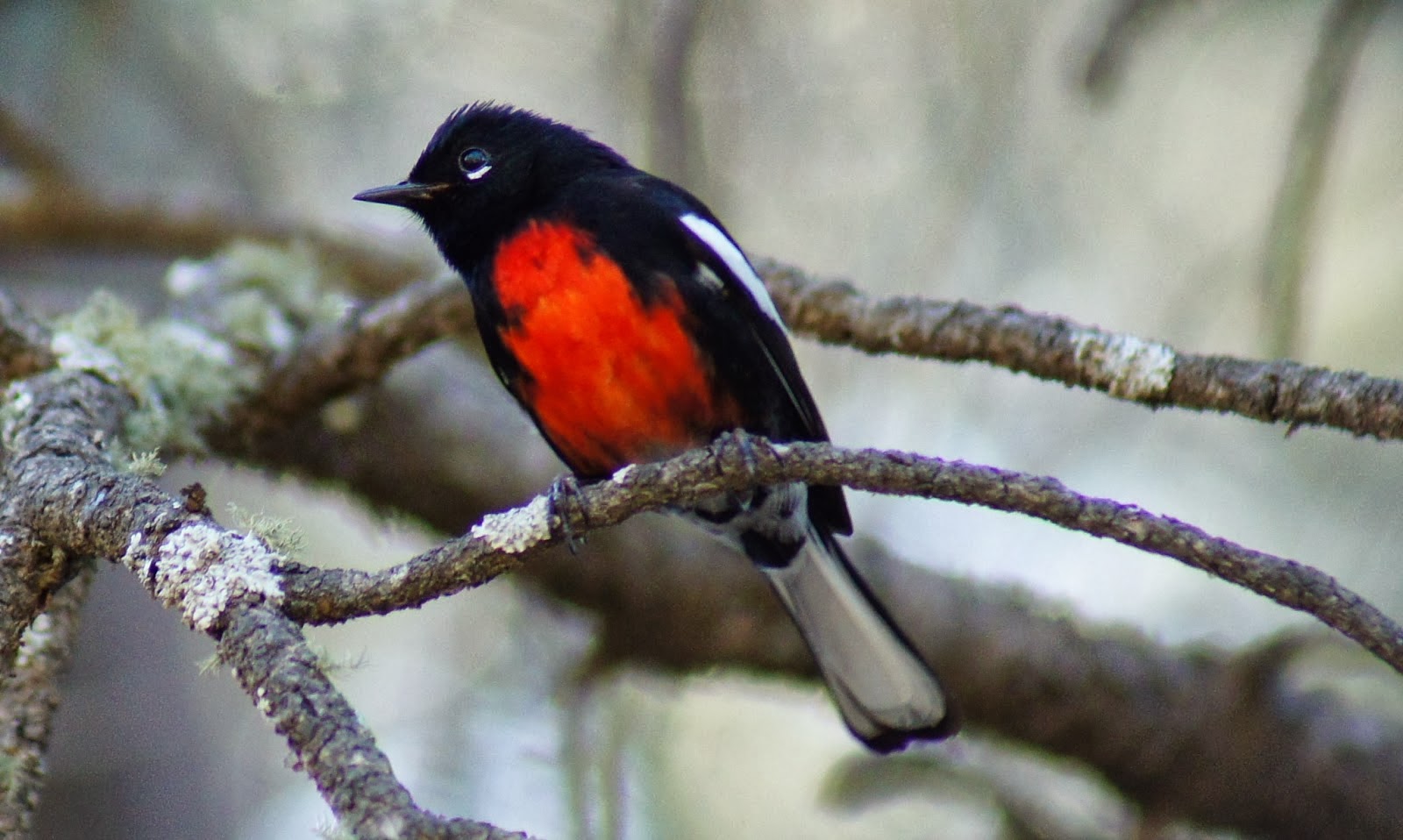 Tommy D's Birding Expeditions: Remembering 2013-My Best Year of Birding ...