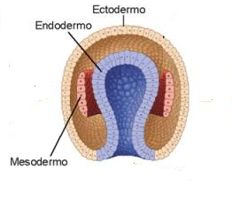 ONTOGÉNESIS DEL SISTEMA NERVIOSO