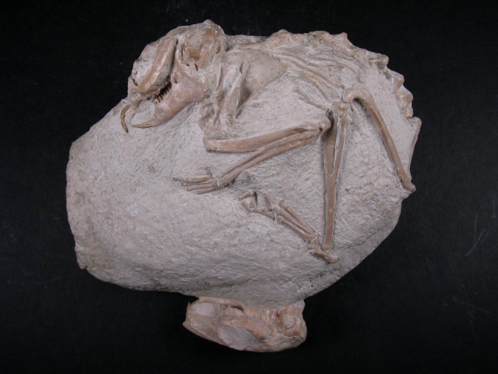 Variety of Life: January 2012