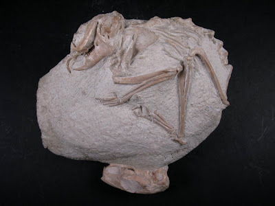 Variety of Life: Glires