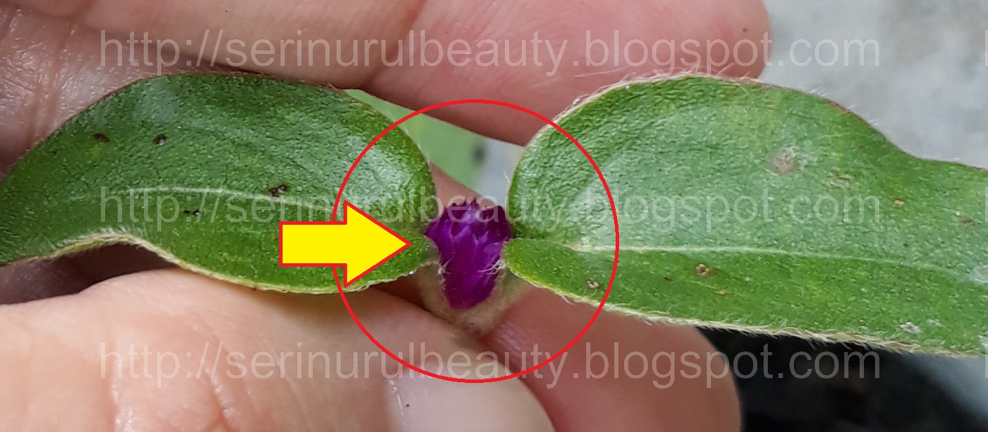 Healthy Nurul Beauty: The pretty peeking flower bloom of my Globe ...