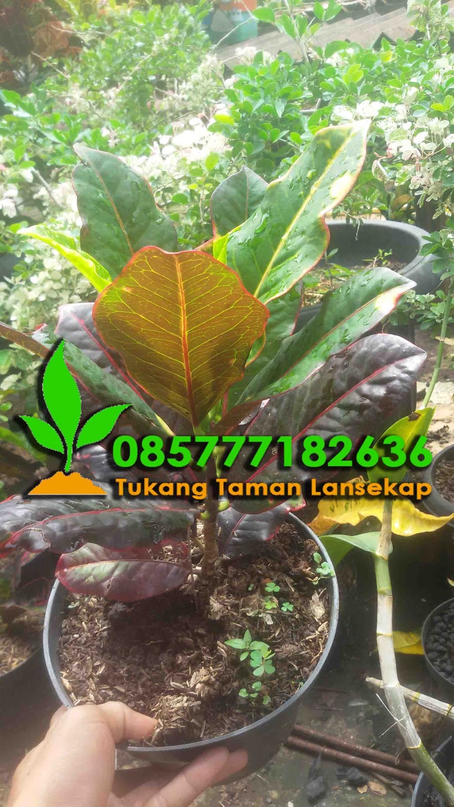 JUAL ANEKA MACAM TANAMAN PURING | JUAL POHON PURING HIAS | TUKANG TAMAN ...
