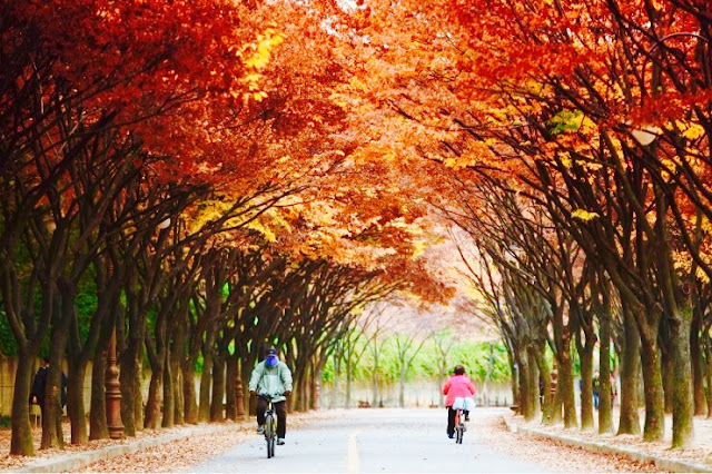 Simply explorer: Enjoy Korea Autumn in Incheon Grand Park