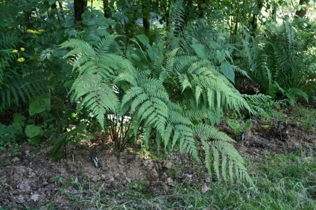varens in bos en tuin: Athyrium vidalii, zone 6