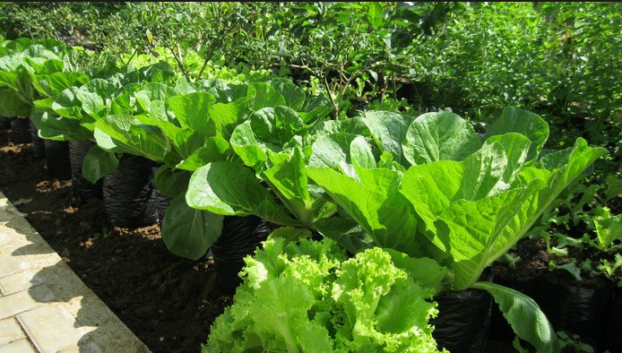 46+ Desain Rak Tanaman Sayur, Untuk Mempercantik Ruangan