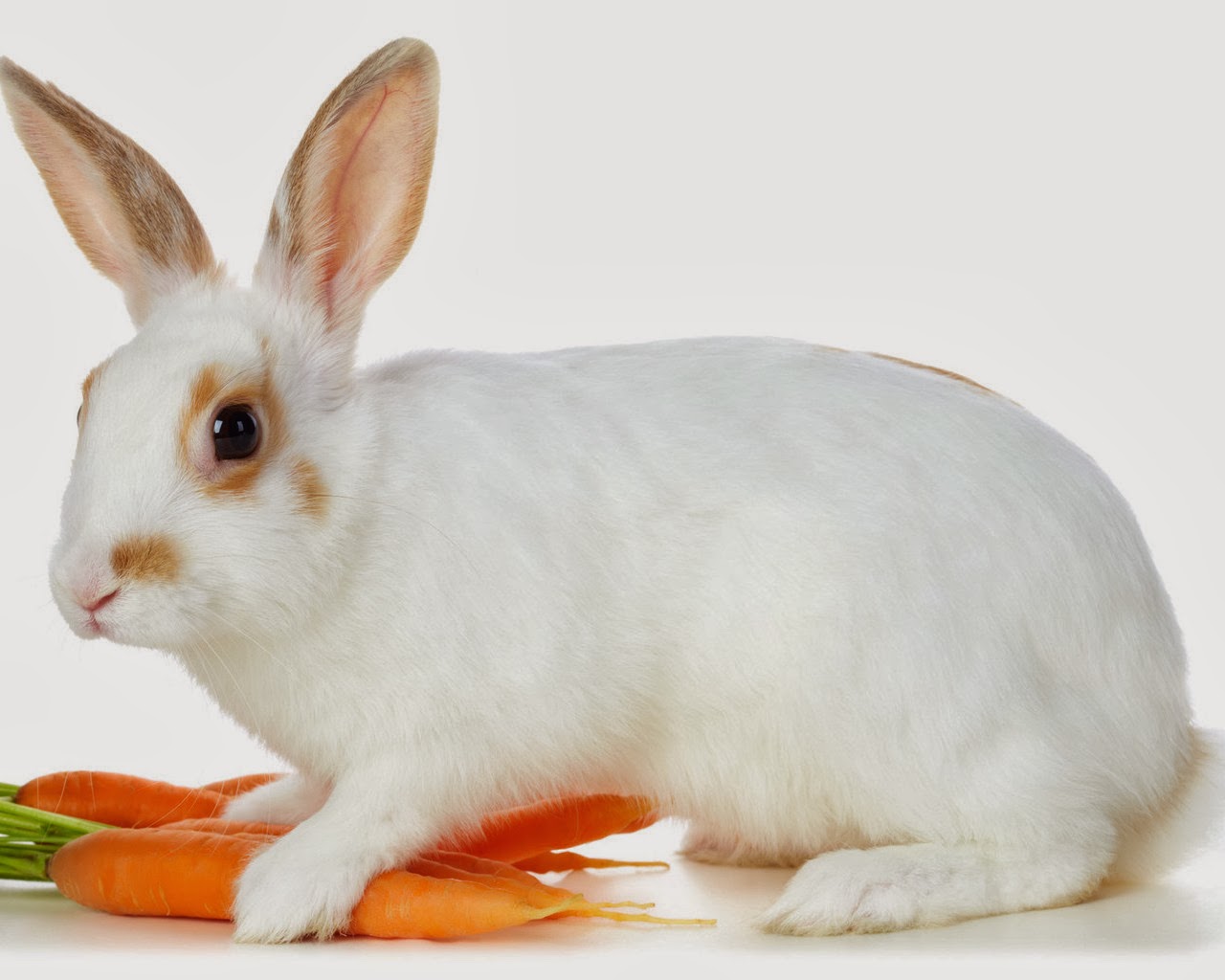 Rabbit HD Funny Wallpapers ~ Funny Wallpapers