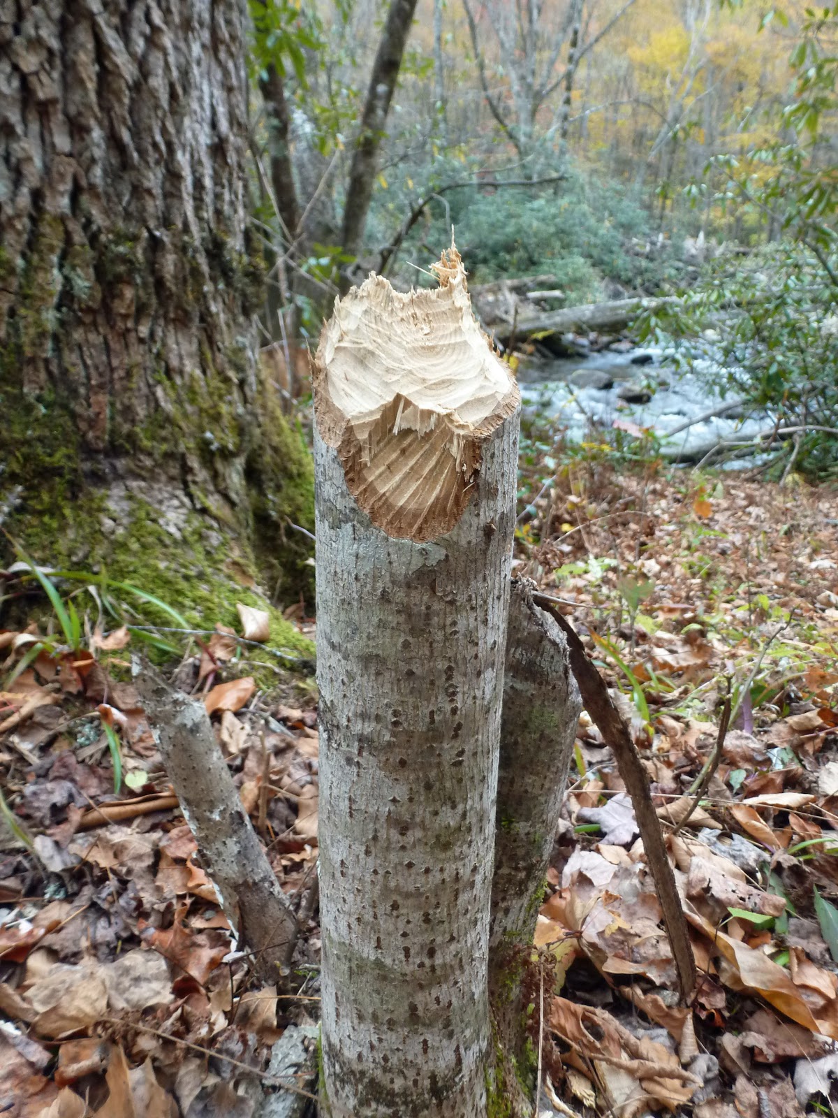 The Continuing Adventures of Eric, Noelle and Sierra: Great Smoky ...