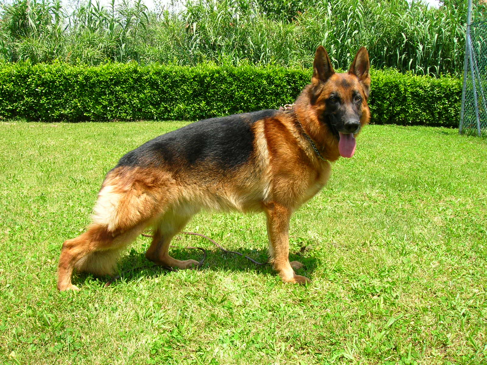 MorsoRosso: LE 47 RAZZE CANINE PIU' FAMOSE