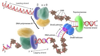 To get knowledge on helicases
