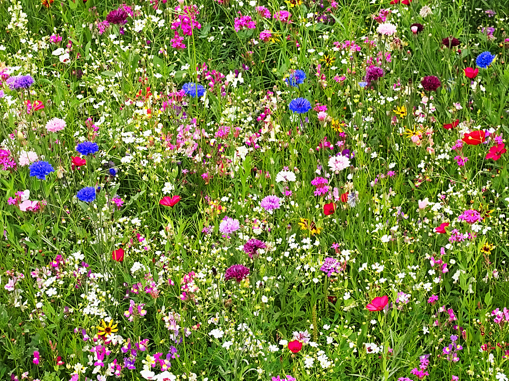 Milton Country Park Through the Year: Flower Meadow