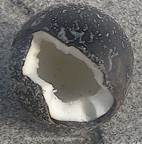 Joy's Jots, Shots & Whatnots: Sun Best ~ Mini Coconut?