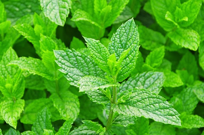 Tips-tips Mengenai Kesehatan: Manfaat Perawatan Kulit Menggunakan Daun Mint