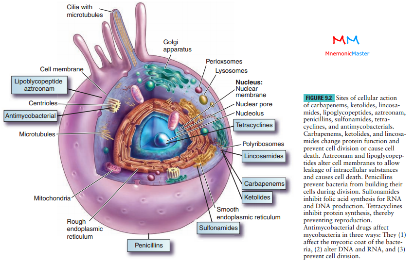 Learn By Images Part 11 |MEDICALBOOKREADER