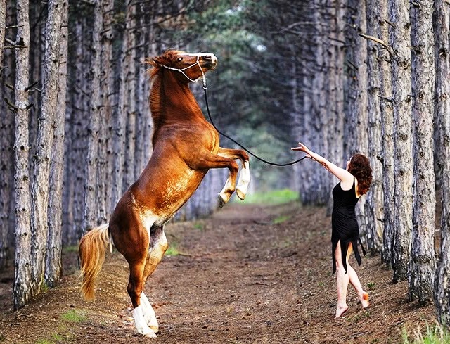 Nature Is Always Beautiful: Amazing Horse Photography