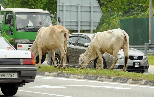 Biaqpila™: SKANDAL LEMBU TERLAMPAU?