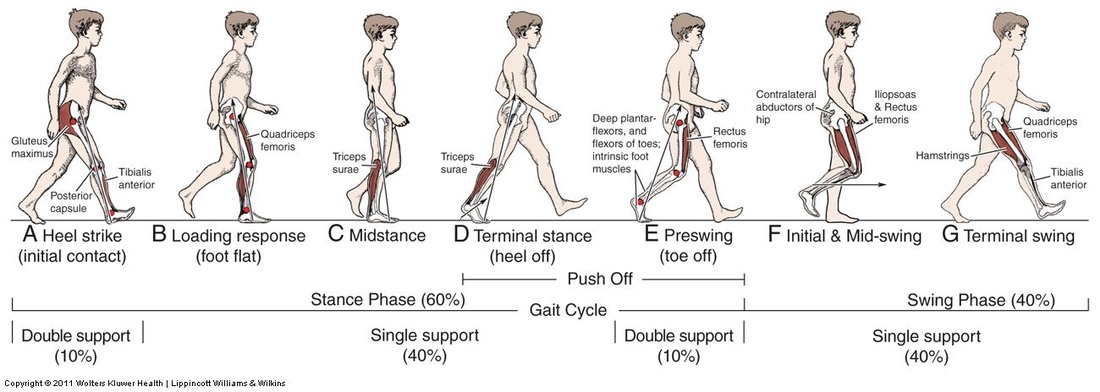 Fisioterapi Indonesia: Gait Analysis