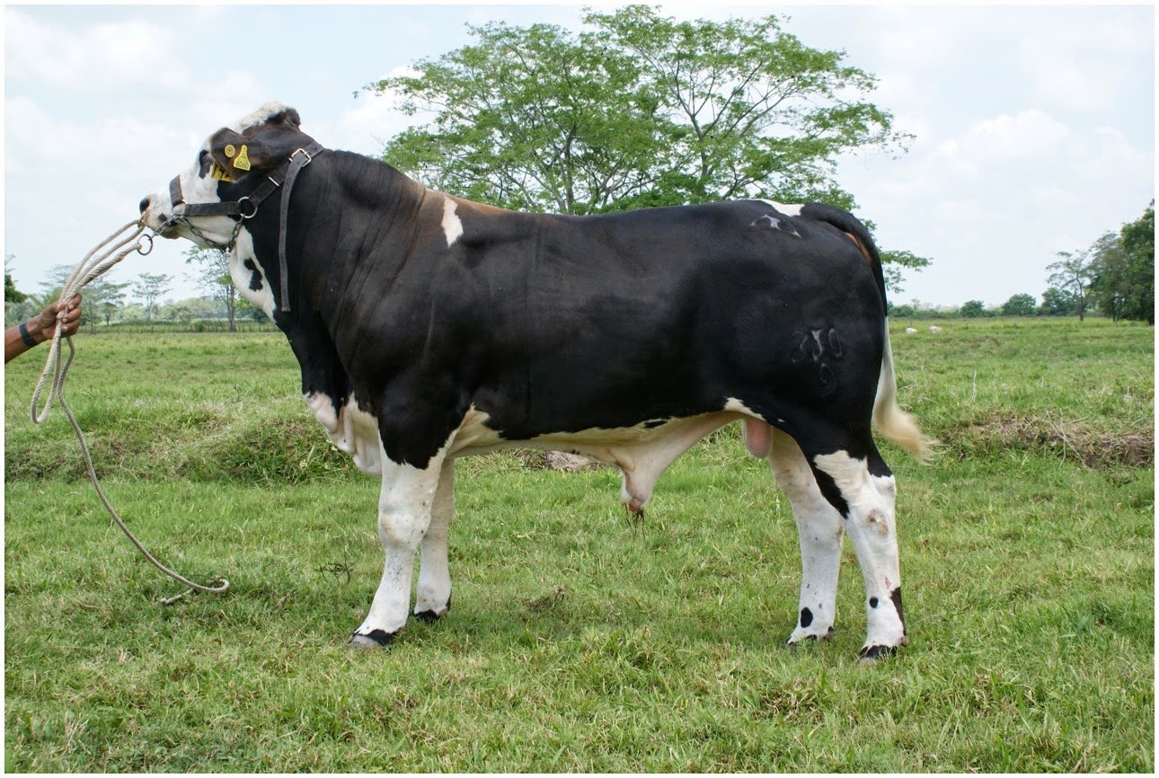 Generalidades de la Ganadería Bovina.: Simbrah