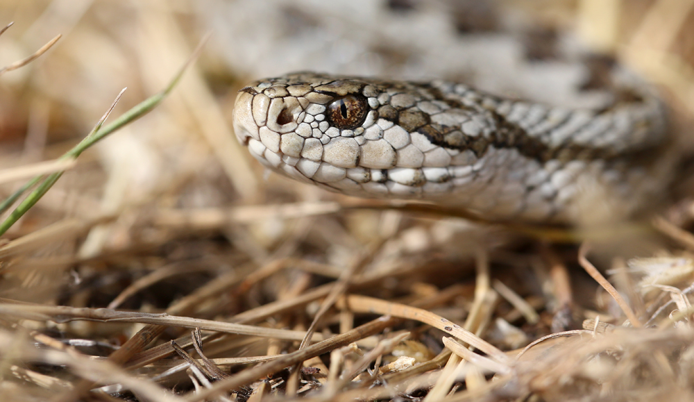 genusvipera: Vipera ursinii