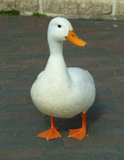 Mahat Terhebat Farm: Penternakan Itik Muscovy / Itik Nila / Itik Serati