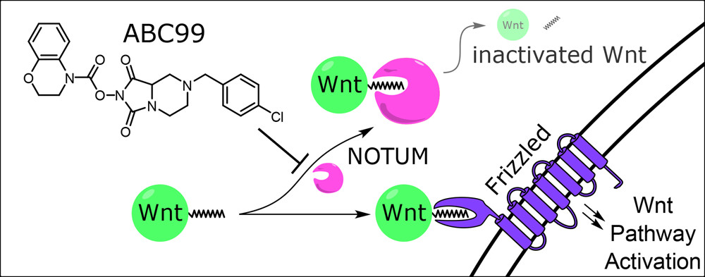 Covalent Modifiers: Selective Irreversible Inhibitors of the Wnt ...