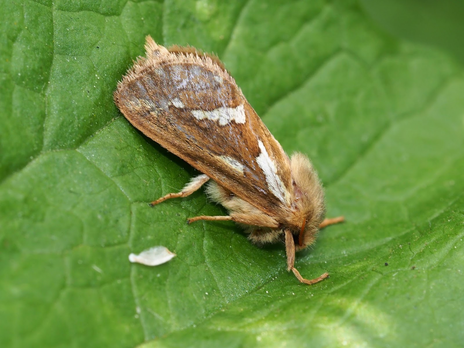 Bill's Birding: Diamond-back Moths