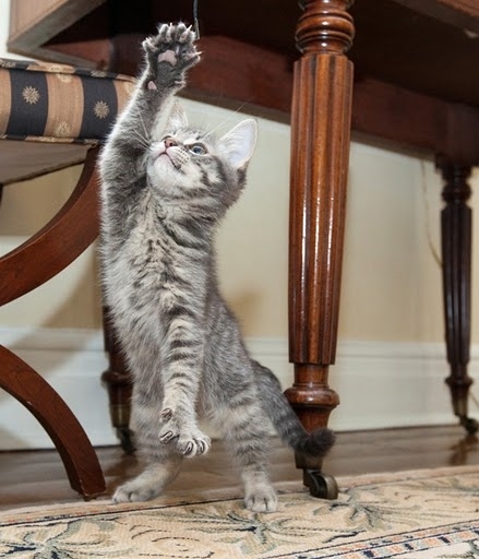 Catsparella: The Most Powerful Kitten in Canada