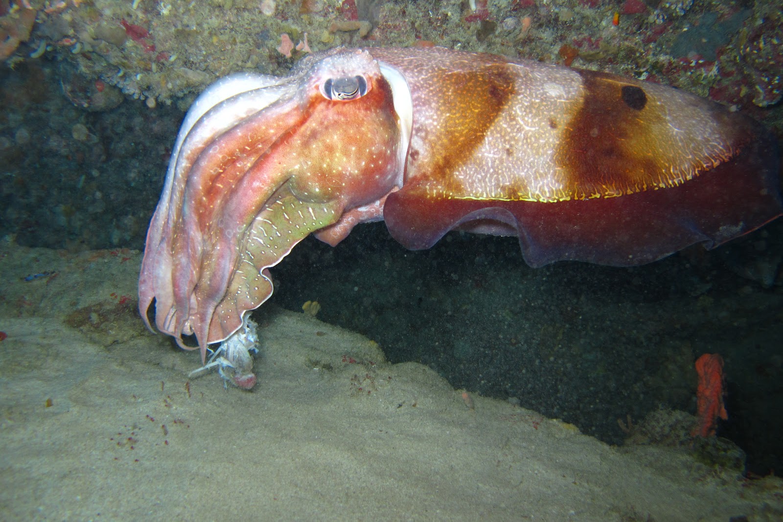 BillsDiving: Giant Australian Cuttlefish