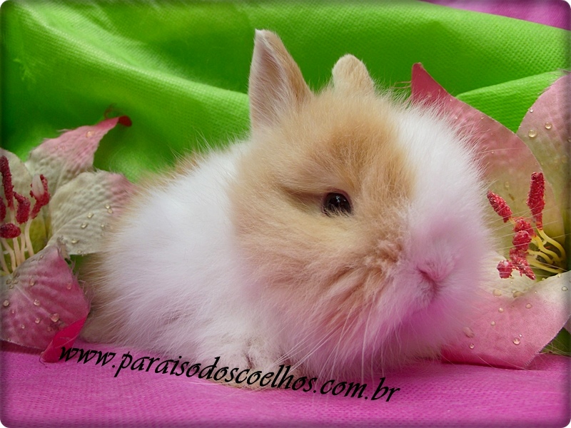 Teddy Dwerg Paraiso: Filhotes vendidos