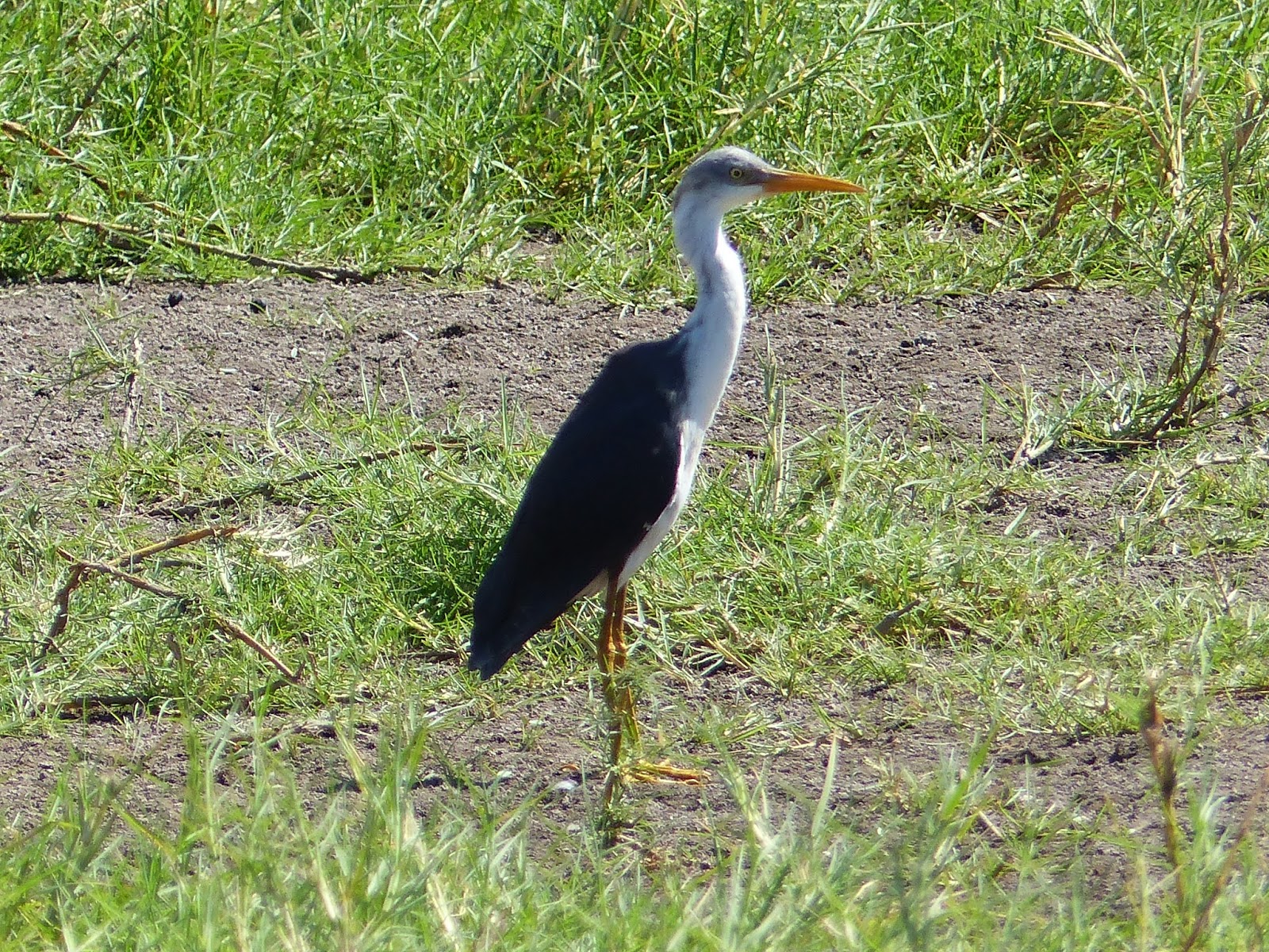 Kimberley Adventure 2015: Kimberley flora and fauna