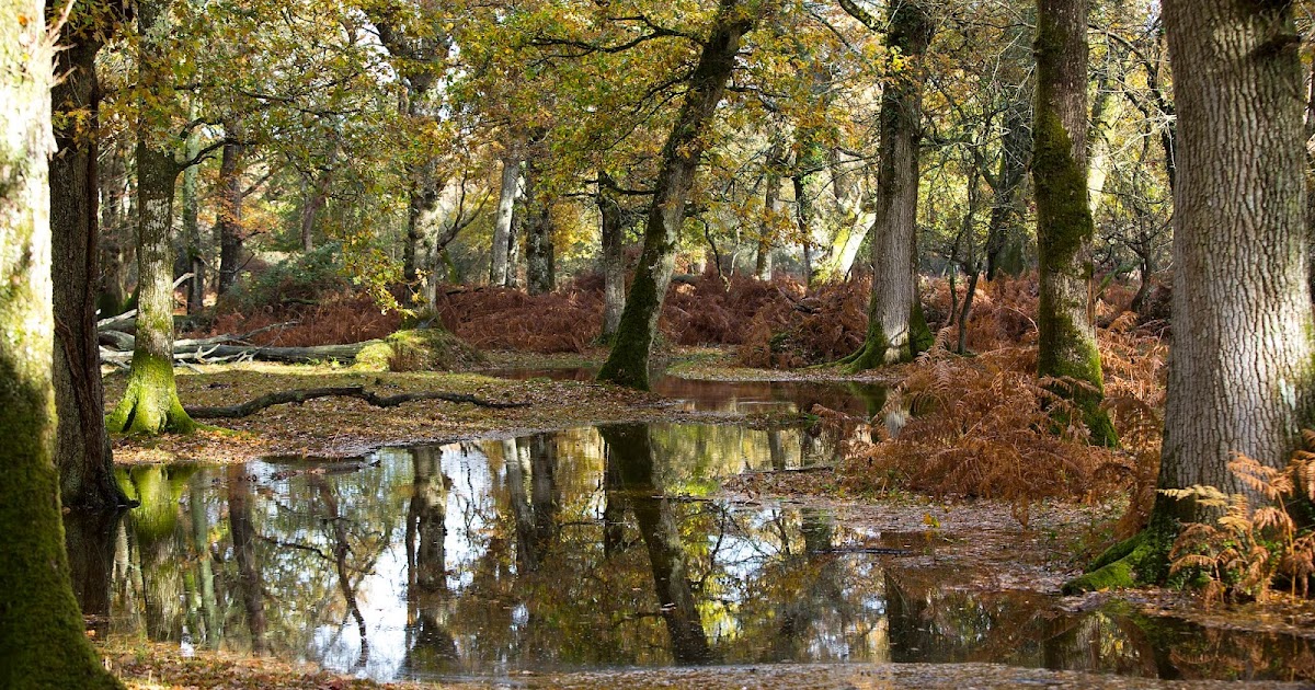 New Forest, Hampshire, England