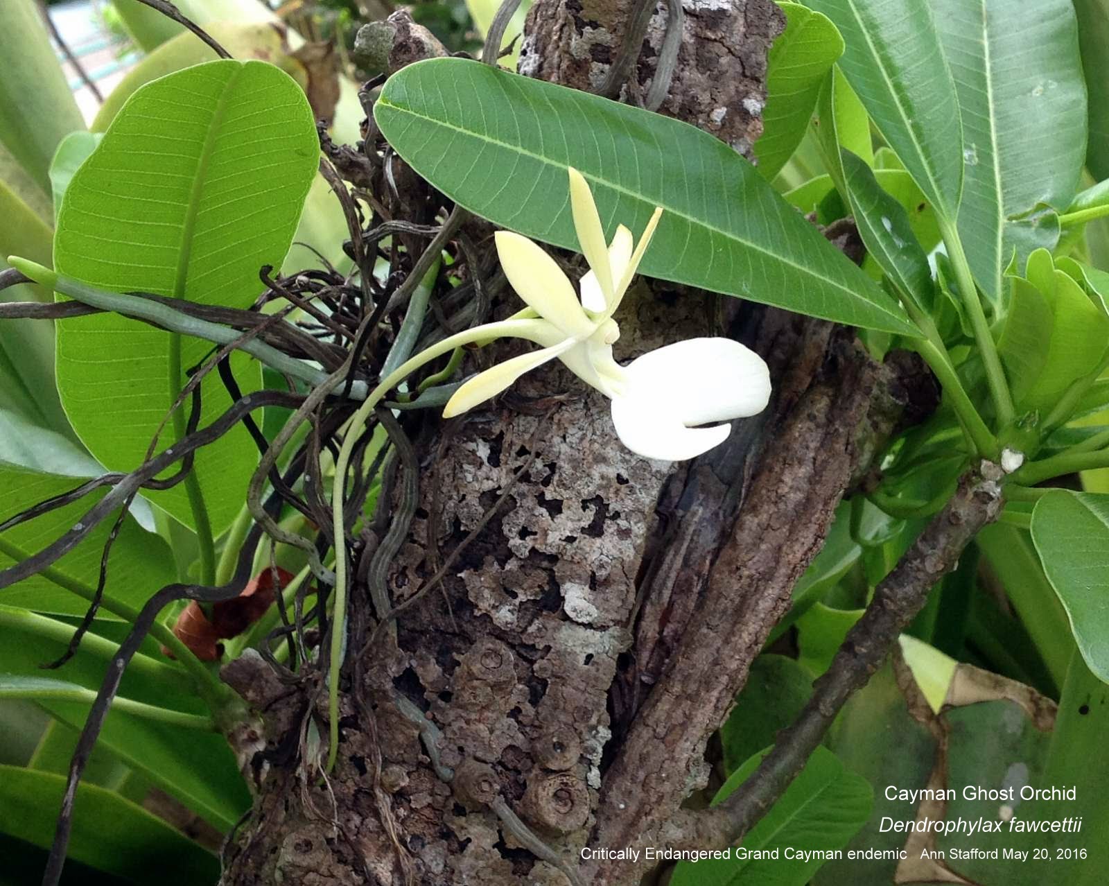 CaymANNature: Cayman PLANTS
