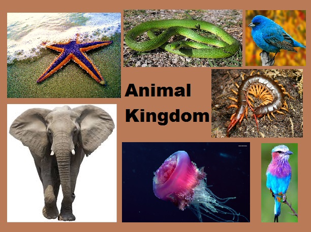 Mizzz Foster's Class: Animal Kingdom
